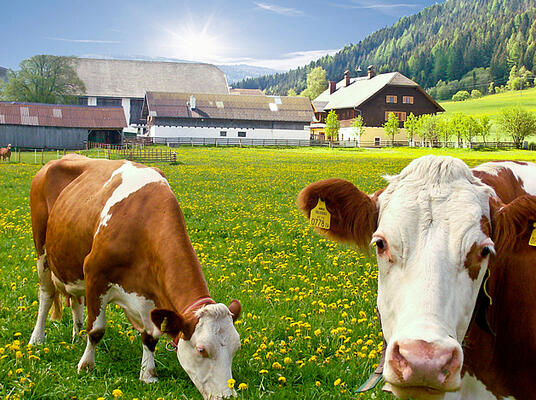 Bio-Bauernhöfe in Österreich - Bauernhofurlaub